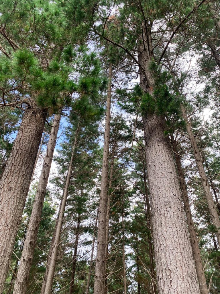 Manaia Forest - Forestry Sales