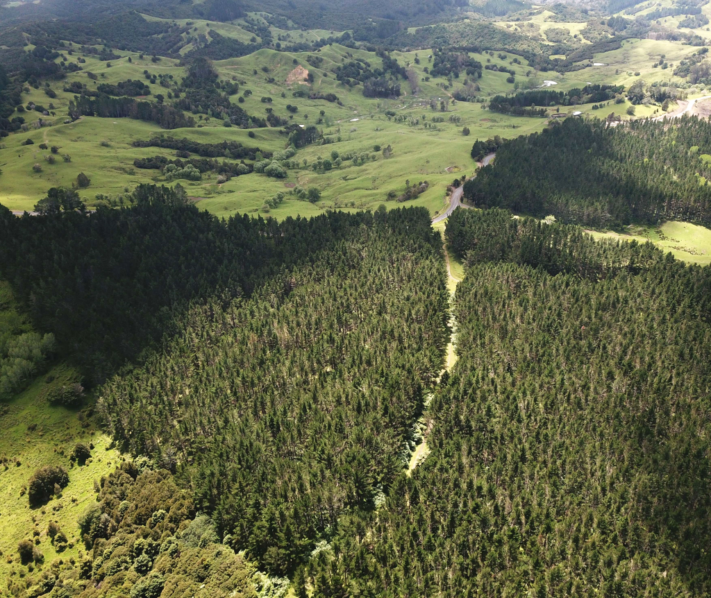 Entry Level Forest: Twin Valley Forest